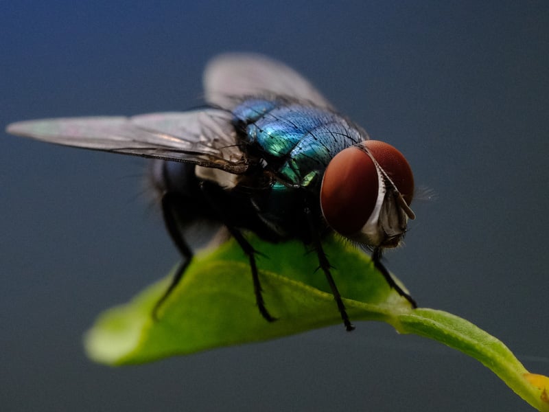 Types Of Flies In Greater Jacksonville & NE Florida