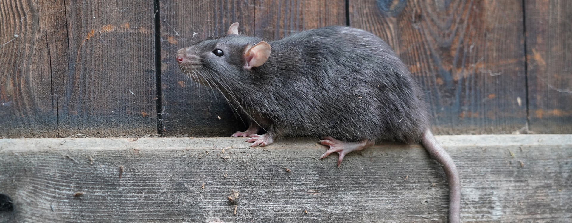 Norway Rat Identification & Control Guide For FL Property Owners