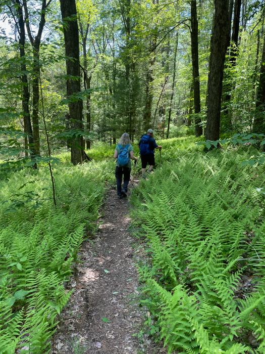 Tunxis Trail - Connecticut Trail Finder