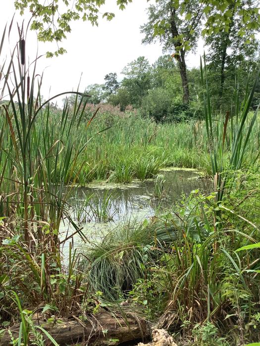 Partrick Wetlands - Connecticut Trail Finder
