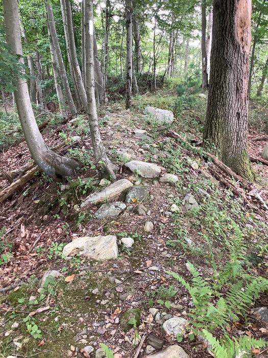 Partrick Wetlands - Connecticut Trail Finder