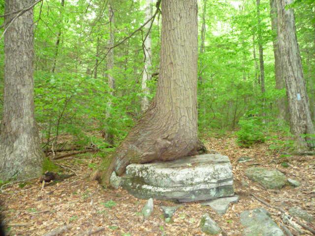 Tunxis Trail - Connecticut Trail Finder