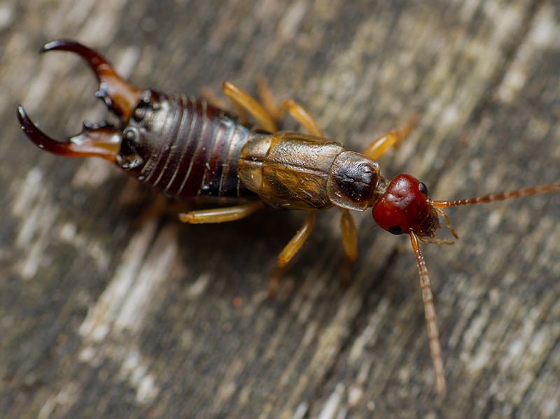 Earwig Pest Identification Guide For NW Louisiana Residents