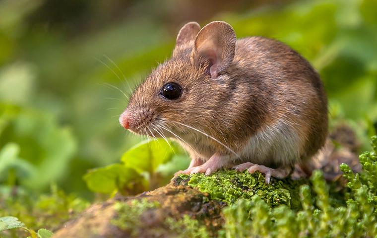 Rodent Control In Santa Clarita, CA & Surrounding Areas | Excel Pest ...