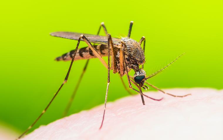Mosquito Identification & Prevention Guide | EnSec Pest & Lawn