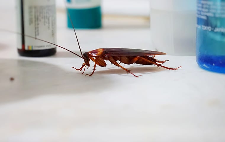 Cockroach Identification Guide | Cockroaches In Georgia & Aiken, SC