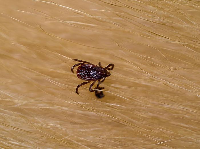 Brown Dog Tick Identification, Prevention & Control