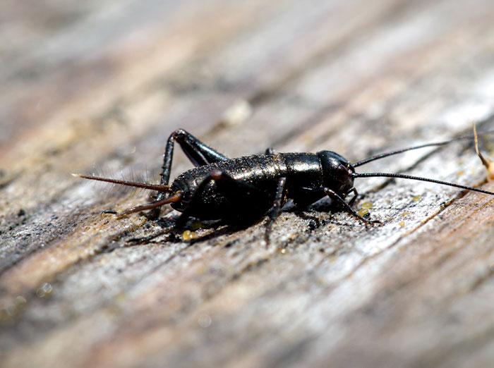 Field Cricket Identification Guide For Midwest Homeowners