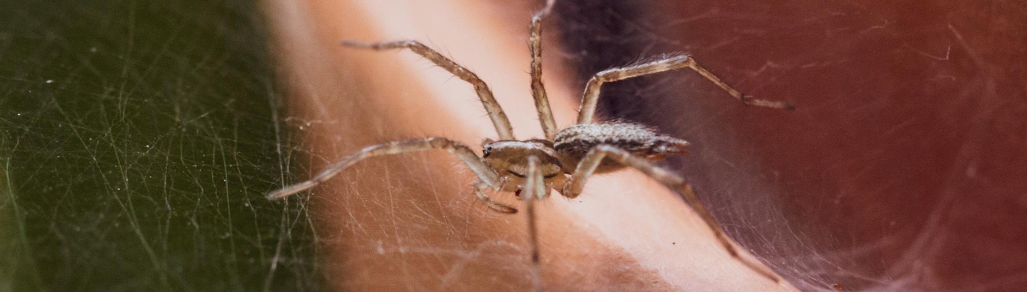 House Spiders In Virginia: Identification & Control Guide