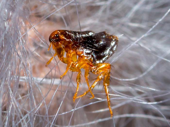 Everything Virginia Property Owners Need To Know About Fleas