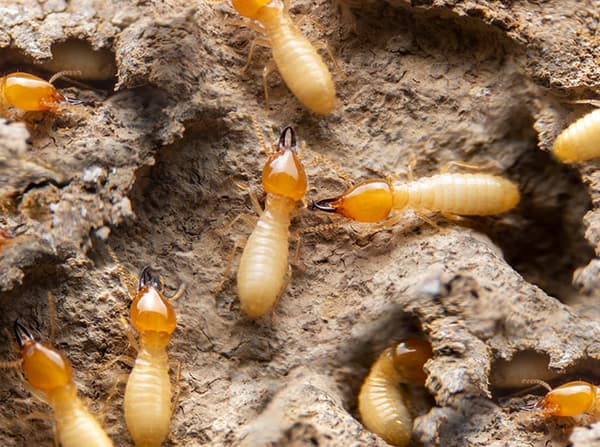 Termite Identification, Control & Prevention Tips