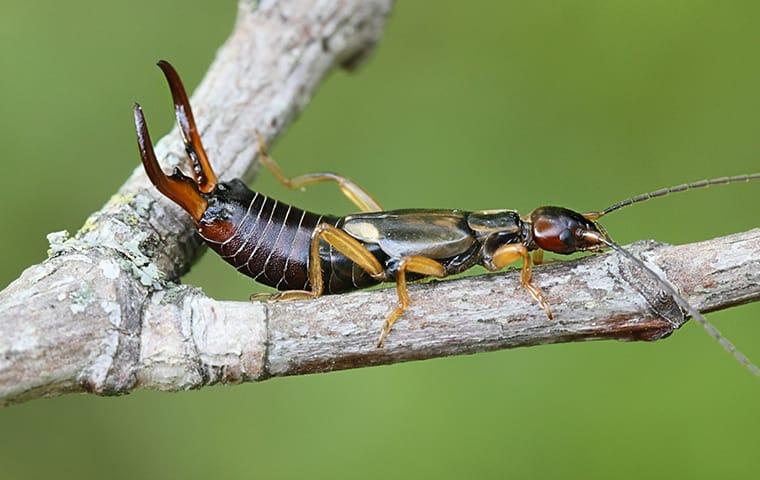 Are Earwigs In Aiken Dangerous?