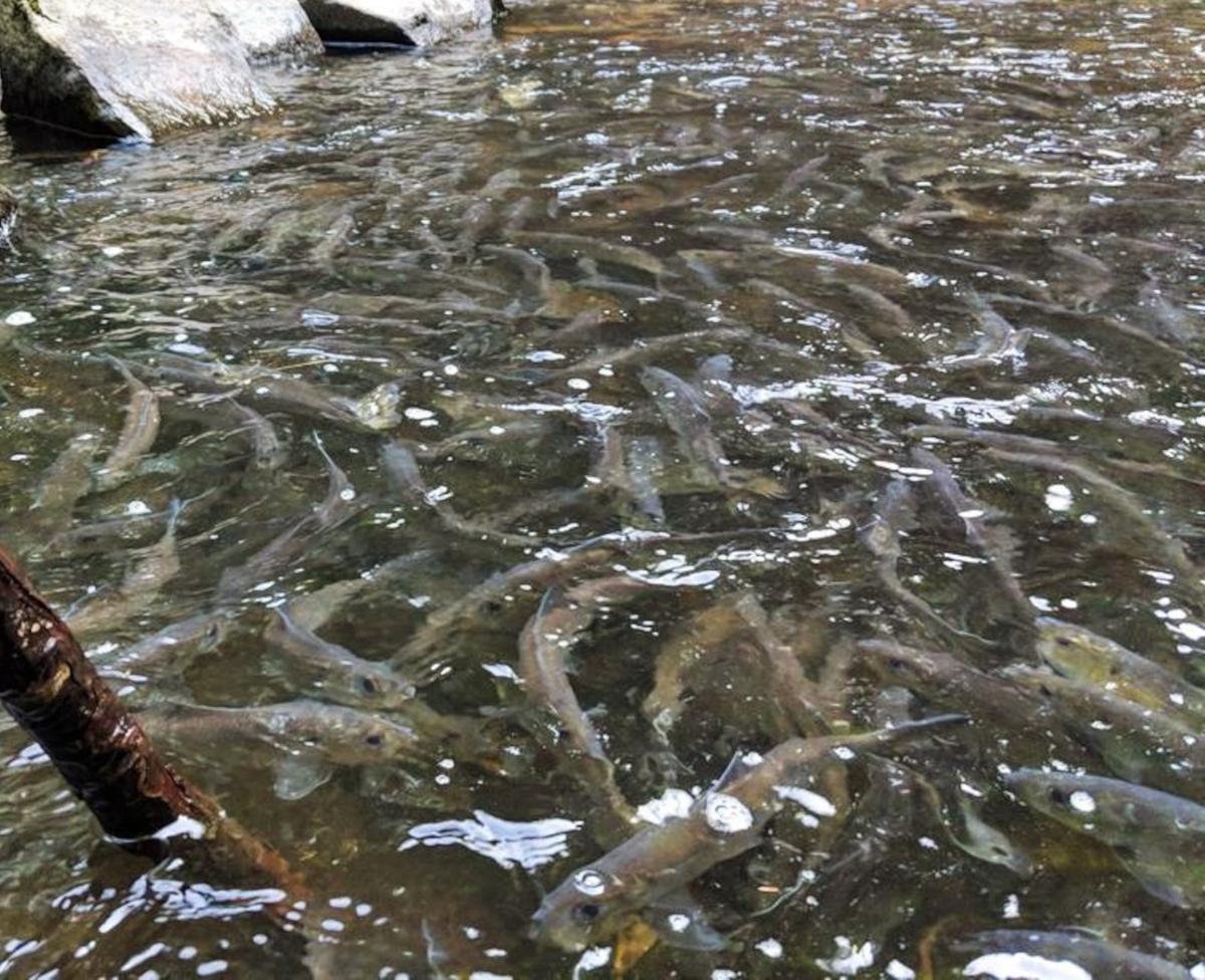From Sea to Rivers: It's Alewife Migration Time!