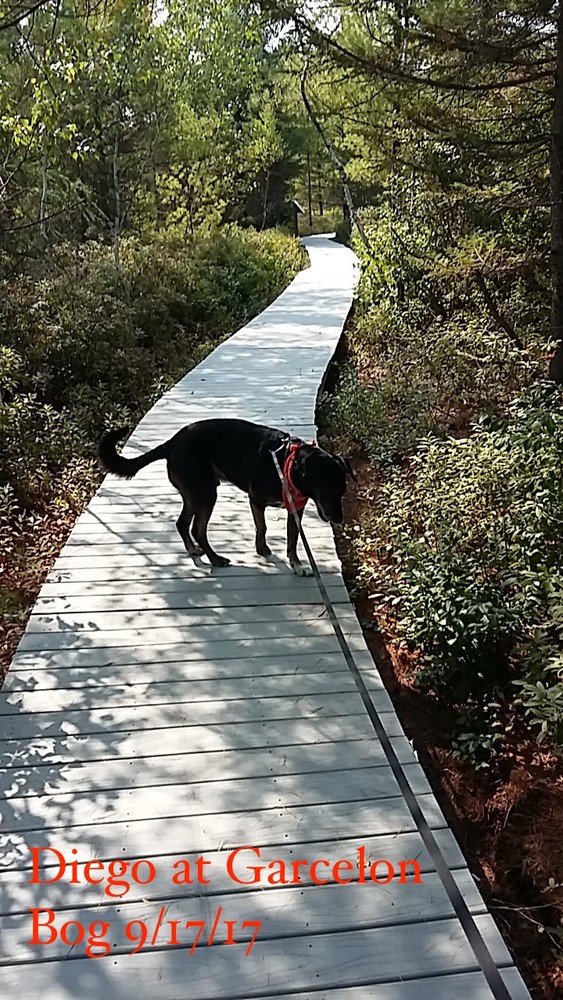 Garcelon Bog - Maine Trail Finder