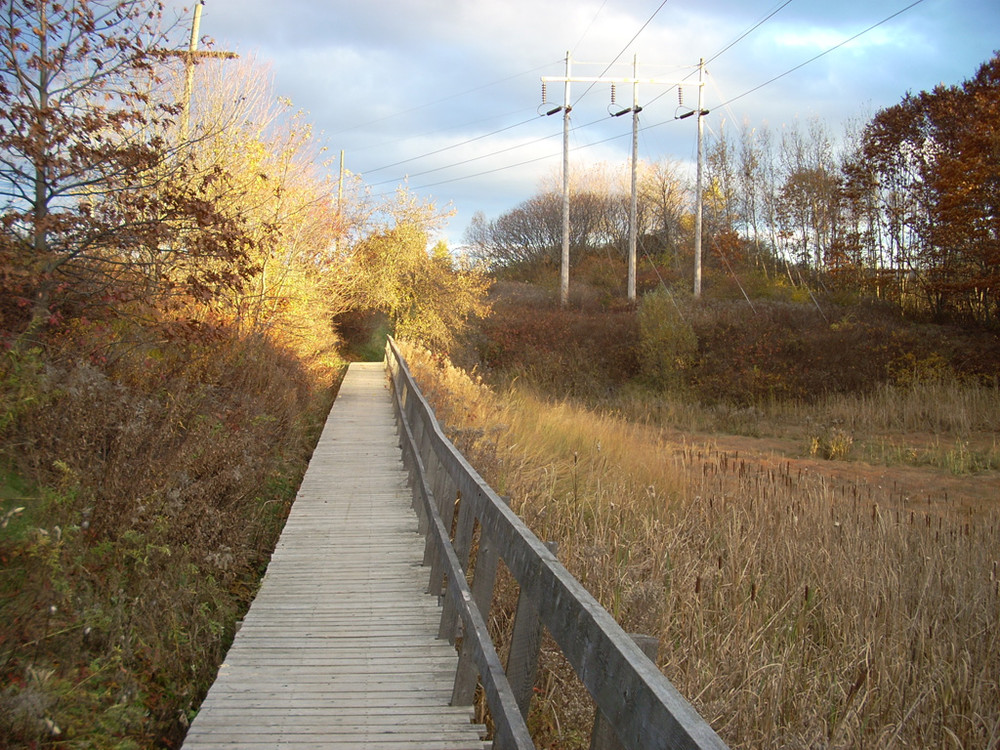 Fore River Trail - Maine Trail Finder
