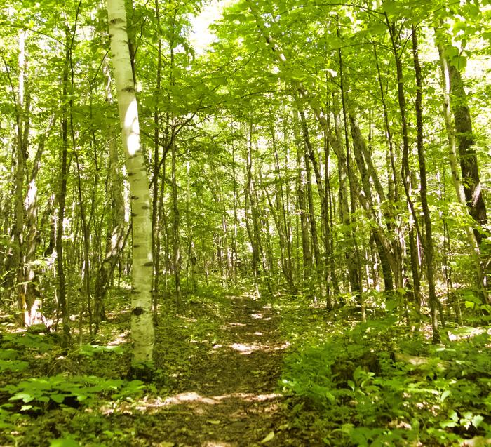 Howe Brook - Maine Trail Finder