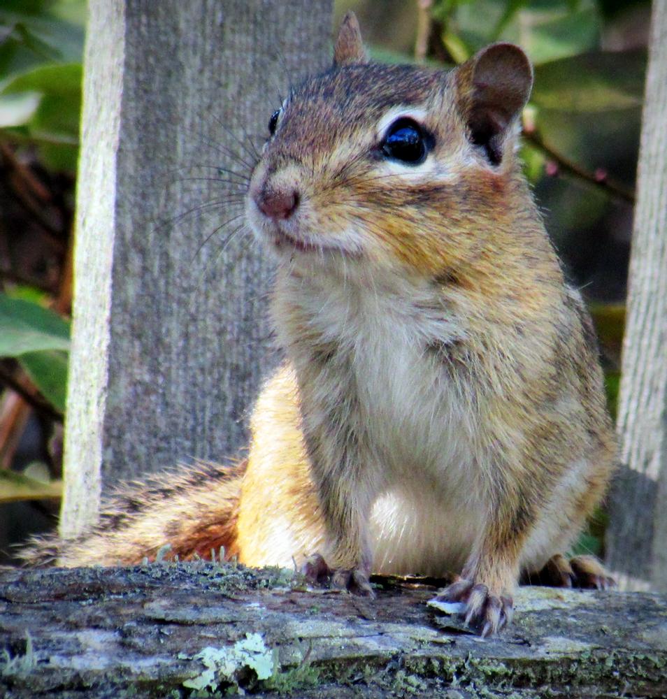 Ferry Beach State Park - Maine Trail Finder