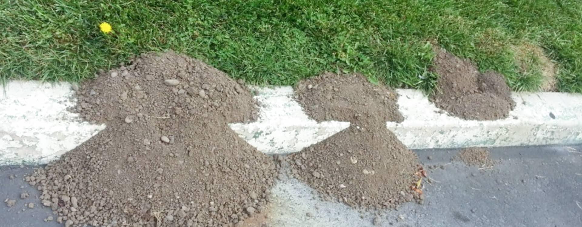 Non-Toxic Gopher Control & Trapping In San Francisco Bay Area