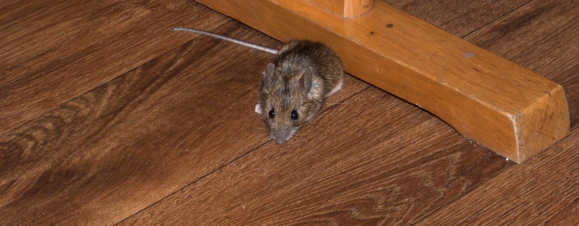 Mouse Control & Exclusion Services In The San Francisco Bay Area