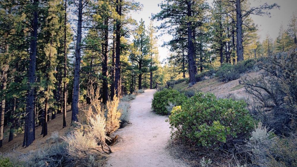 Rim to Reno Trail - Nevada Trail Finder