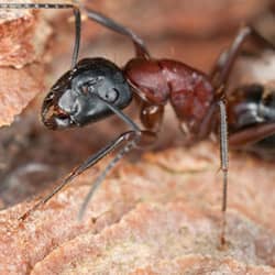 The Four Most Common Pest Ants In Tennessee