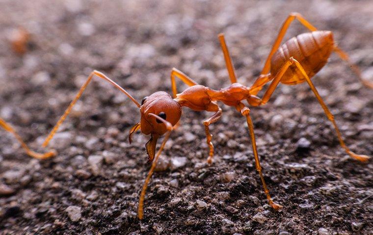 How To Completely Get Rid Of Fire Ants Around Your Roseville Home